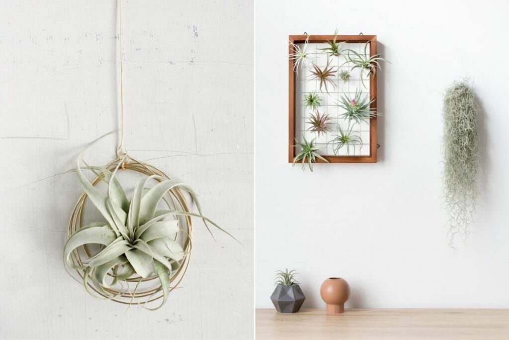 Plants in Interior Design: How to Make Your Home Flourish | Decorilla